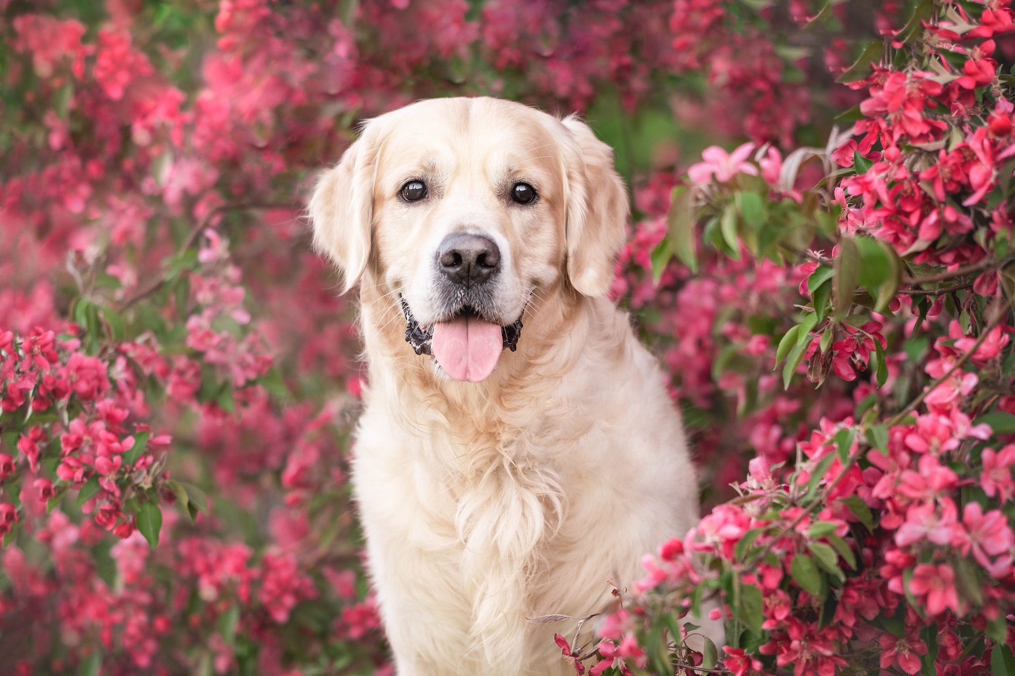 Grooming Tips for Golden Retrievers - Golden Retriever Blog